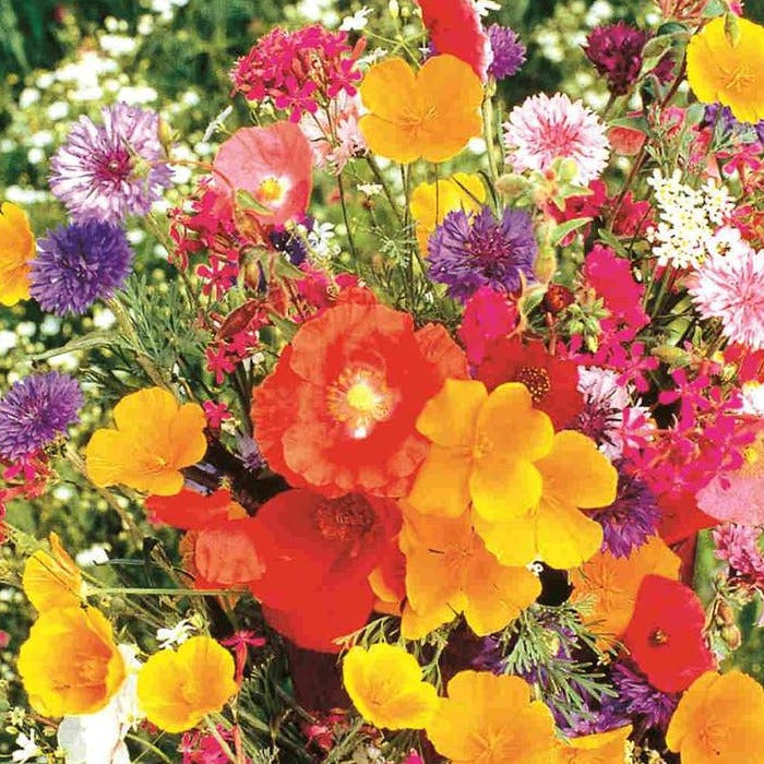 Seeds Flower Garden Old Fashioned Mix Jumbo Pack – Doorns Greenhouse